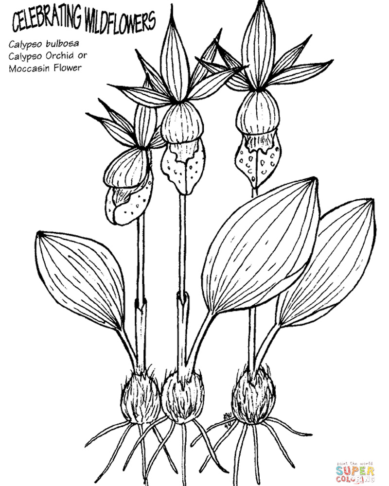 450+ Fun and Free Flower Coloring Pages • Craft Passion