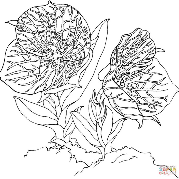450+ Fun and Free Flower Coloring Pages • Craft Passion